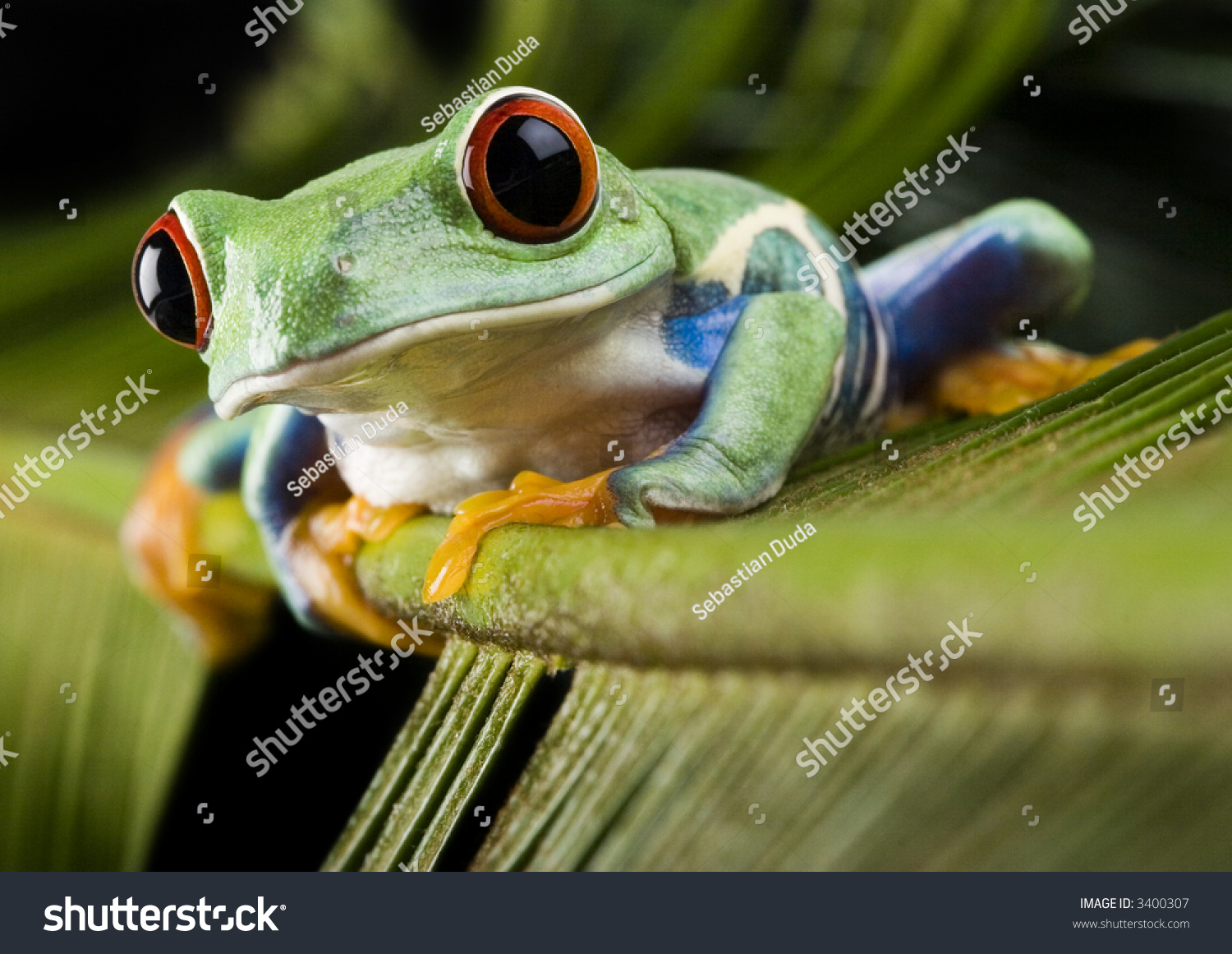 Frog Stock Photo 3400307 - Shutterstock