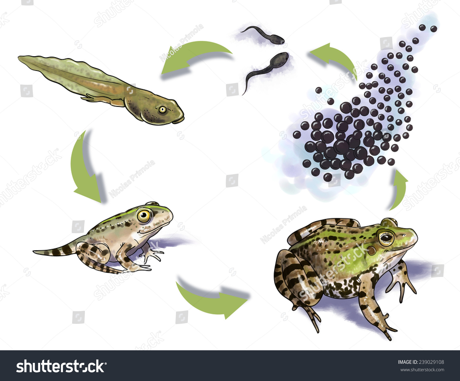 Frog Metamorphosis Stages Stock Illustration 239029108 Shutterstock