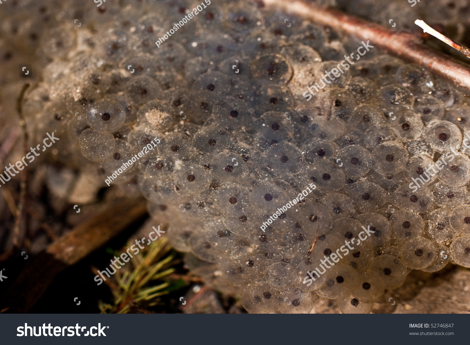 Frog Spawn Stock Photo (Edit Now) 52746847