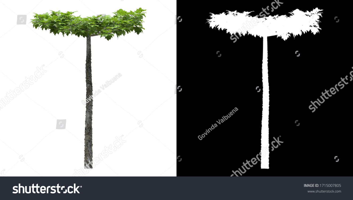 Front View Platanus Png Alpha Cutout Stock Illustration 1715007805 | Shutterstock