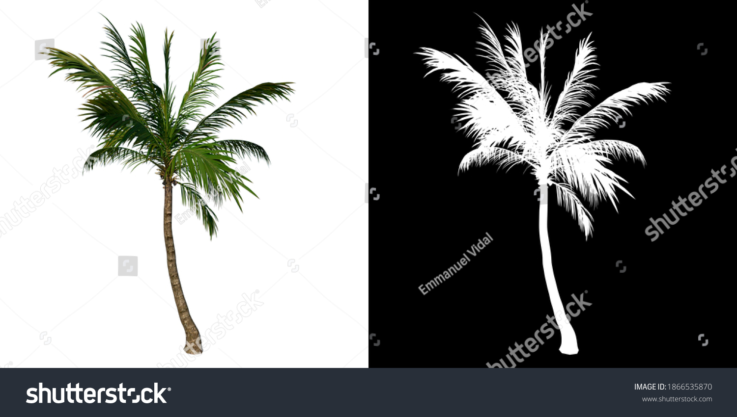 Front View Tree Adolescent Coconut Tree Stock Illustration 1866535870 ... Front View Tree Adolescent Coconut Tree Stock Illustration 1866535870 ...