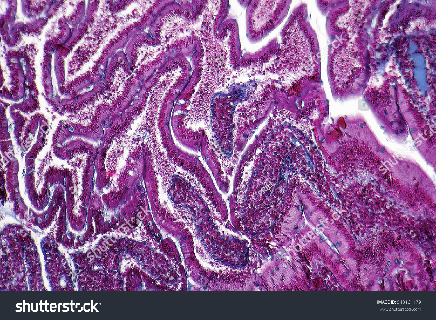Full Frame Duodenum Cross Section Micrography: foto de stock (editar ...