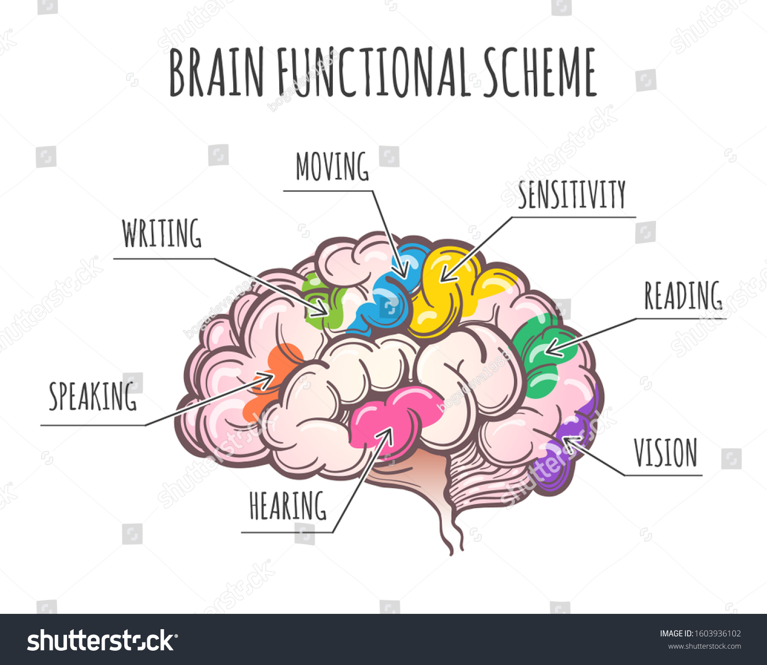 Functional Areas Human Brain Areas Assignment: ilustración de stock ... Functional Areas Human Brain Areas Assignment: ilustración de stock ...