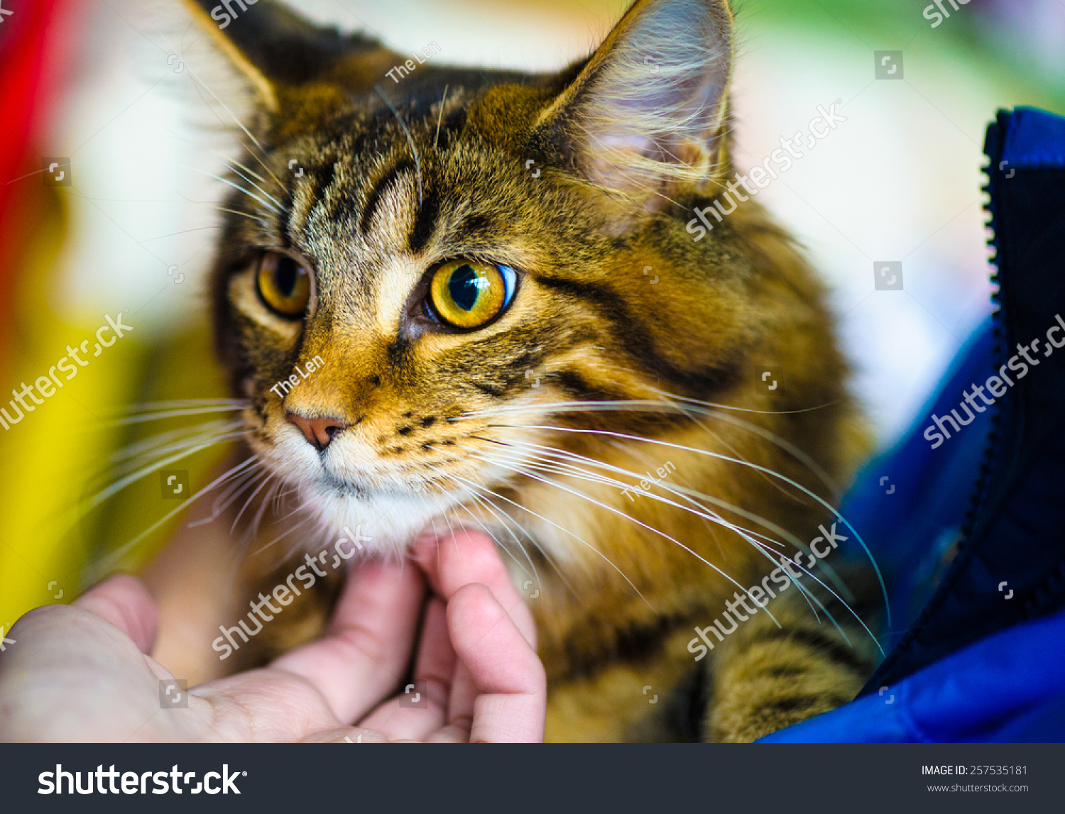 Funny Cat Stock Photo 257535181 | Shutterstock