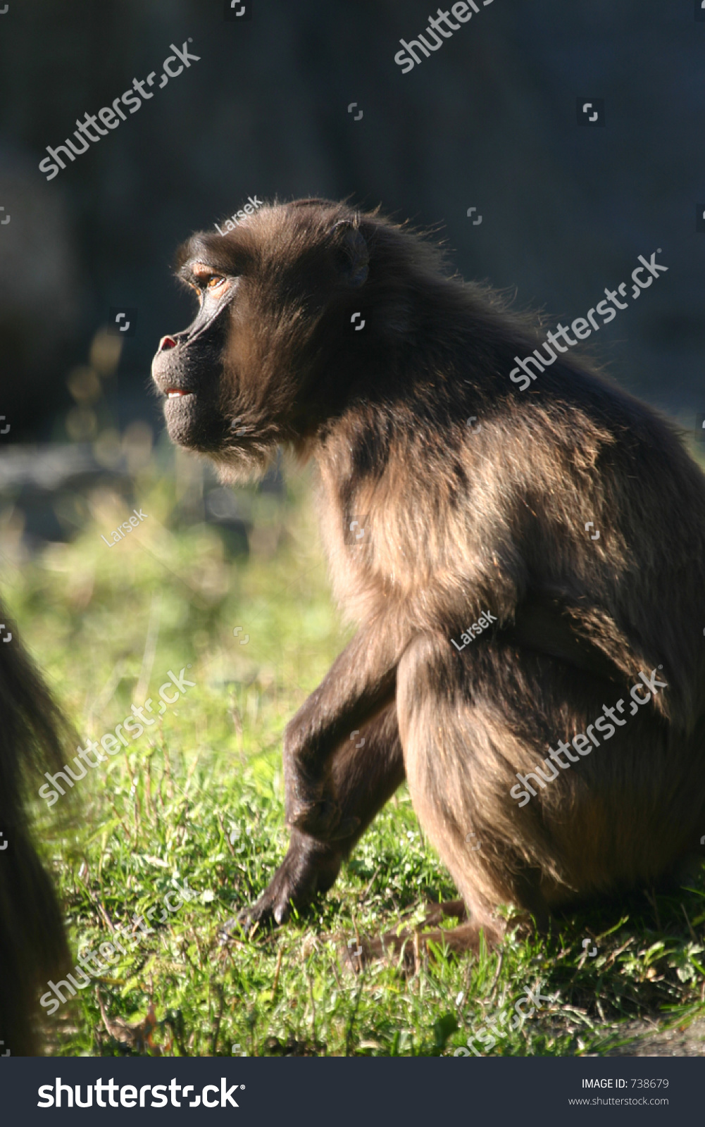 Gelada Baboon Theropithecus Gelada Captive Stock Photo 738679 ...