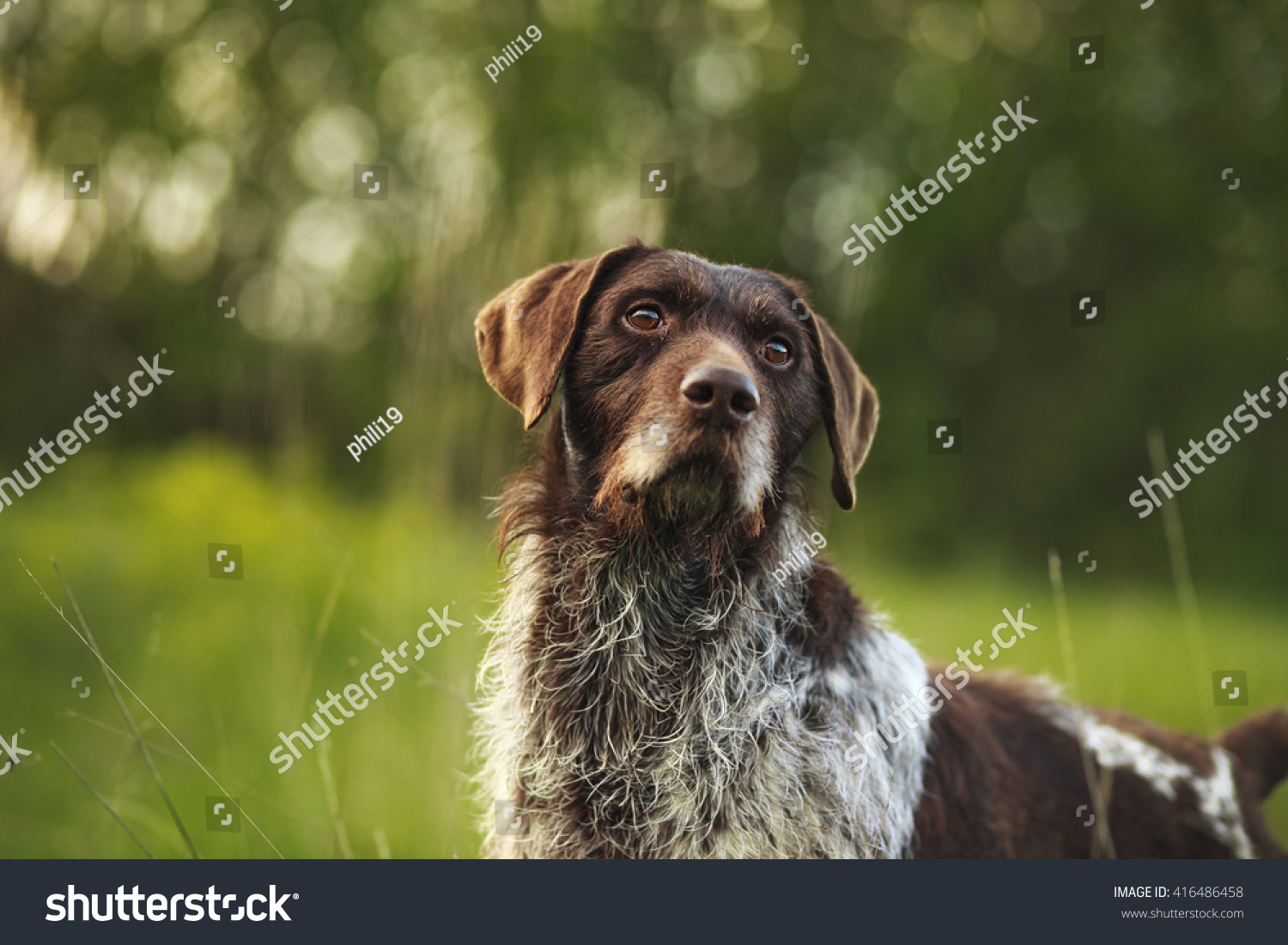 179 imágenes de German wire haired pointer puppy - Imágenes, fotos y ...