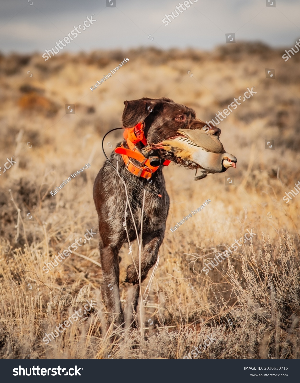 Perro de caza: imágenes, fotos de stock y vectores | Shutterstock