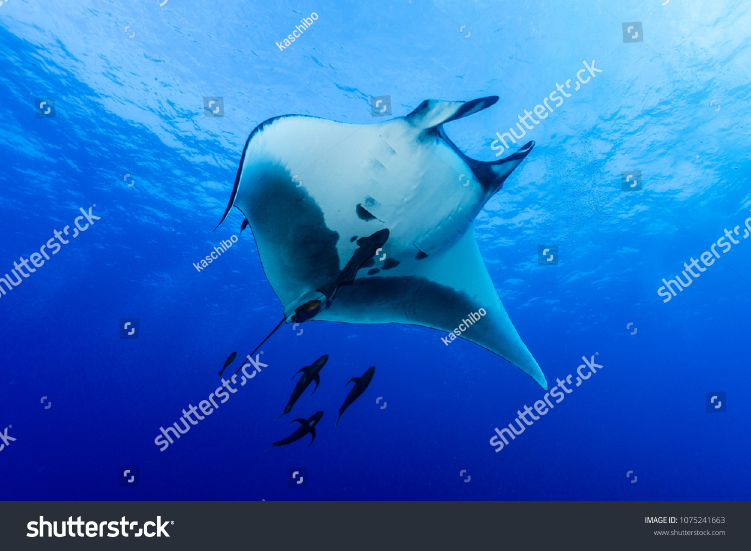 Giant Manta Ray Stock Photo 1075241663 | Shutterstock