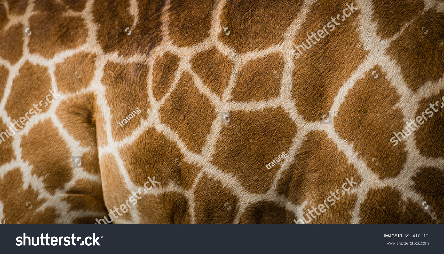 Giraffe Skin Texture Stock Photo 391410112 | Shutterstock