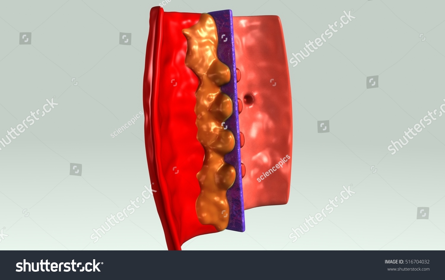 Glomerulus Section 3d Illustration Stock Illustration 516704032 ...
