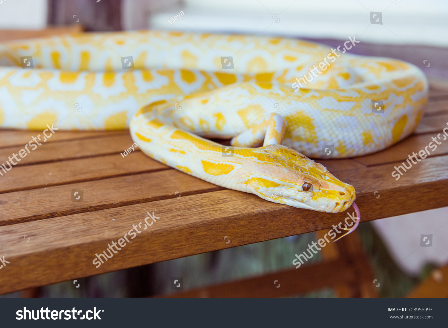 Gold Pythonreticulated Python Python Reticulatus Albino写真素材708955993 ...
