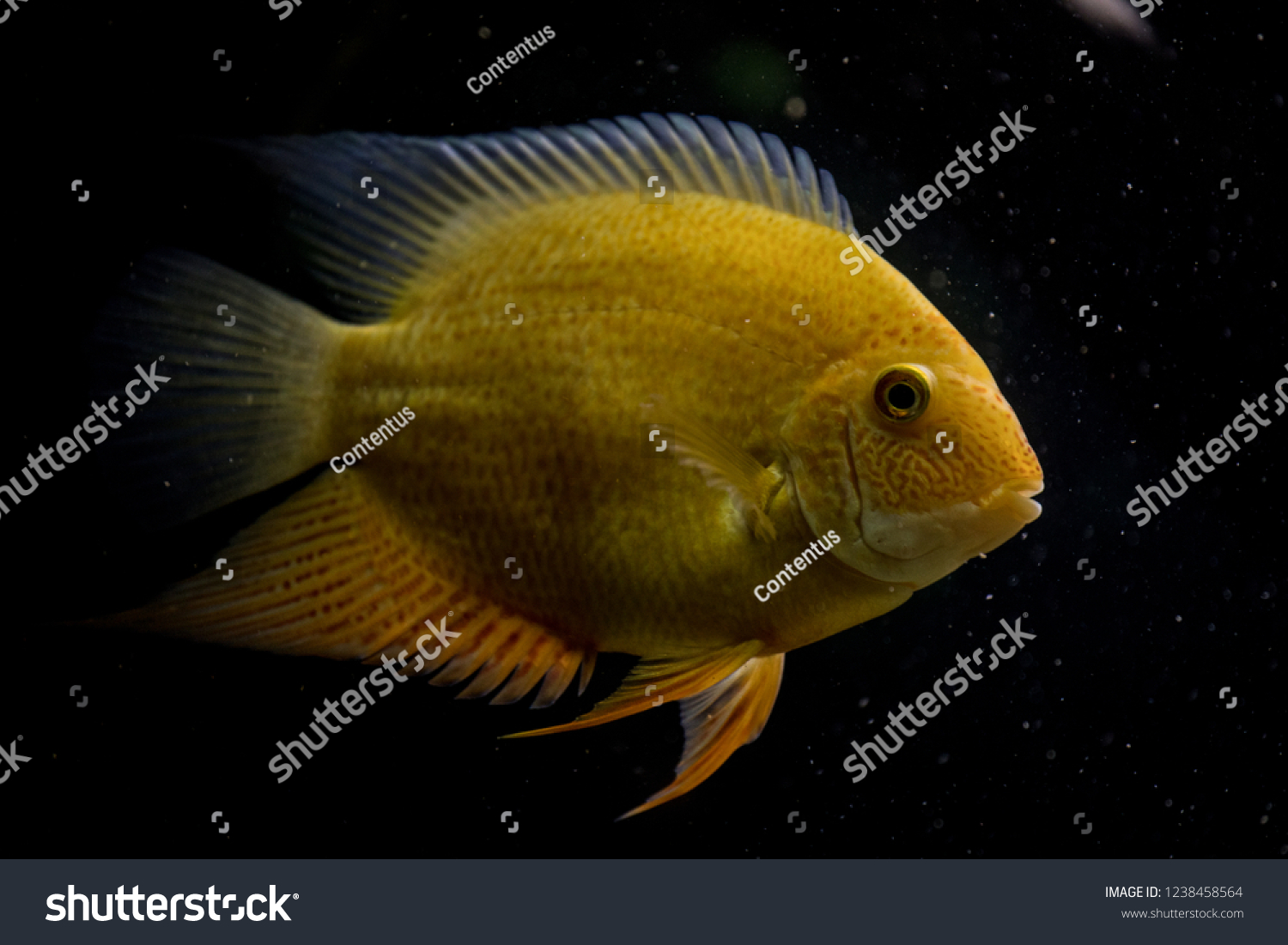 30 imágenes de Golden severum - Imágenes, fotos y vectores de stock ...