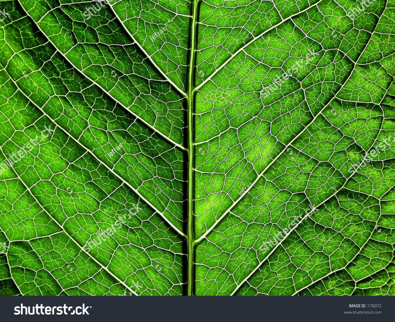 Grapevine Leaf Texture Stock Photo (Edit Now) 176072