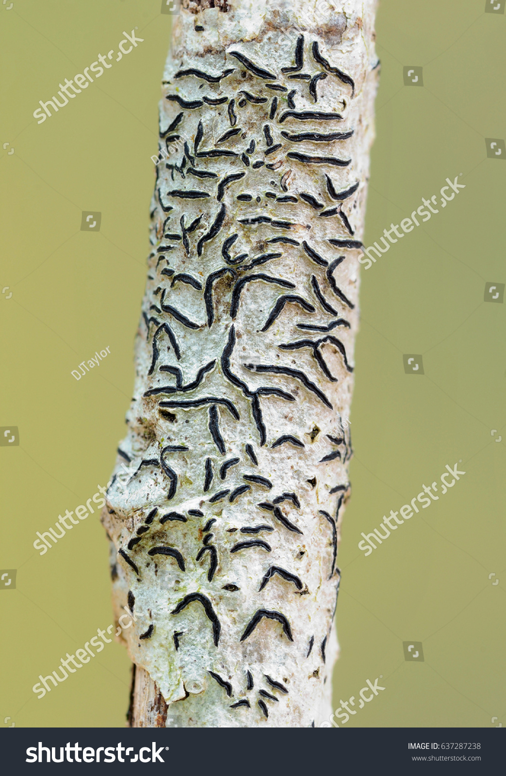 9 Graphis scripta Bilder, Stockfotos und Vektorgrafiken | Shutterstock