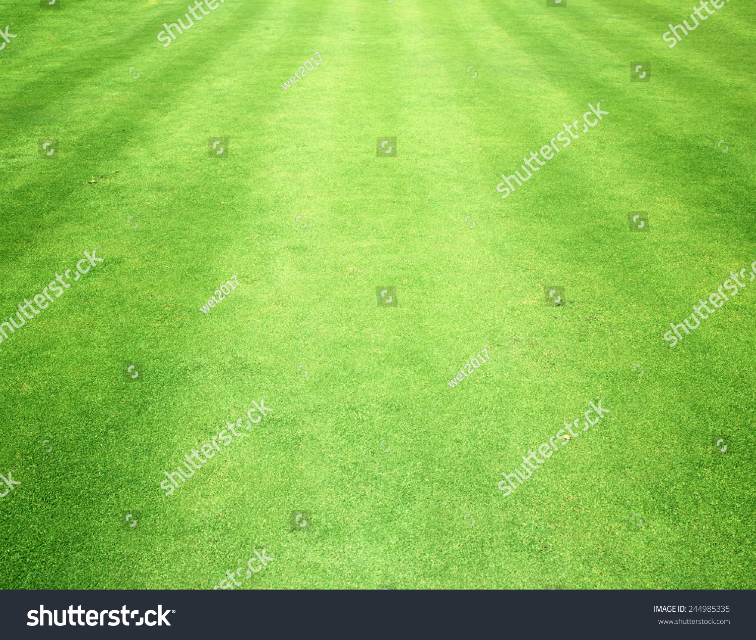 Grass Background Stock Photo 244985335 | Shutterstock