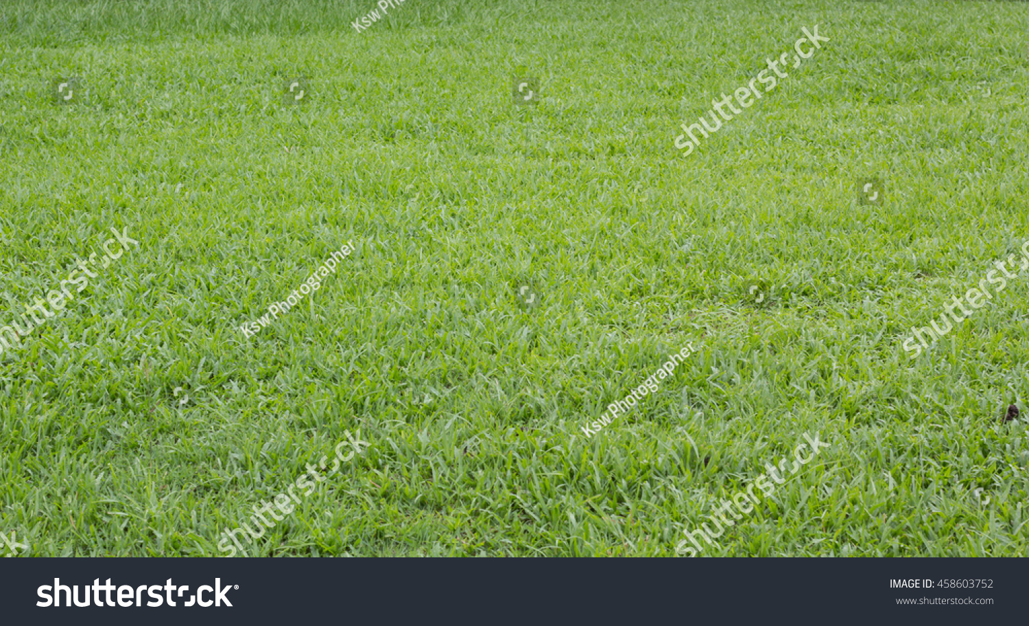 Grass Background Stock Photo 458603752 | Shutterstock
