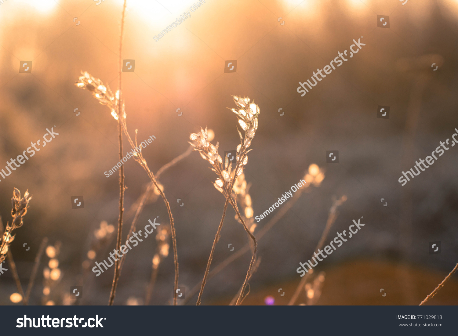 Grass Background Light Stock Photo (Edit Now) 771029818