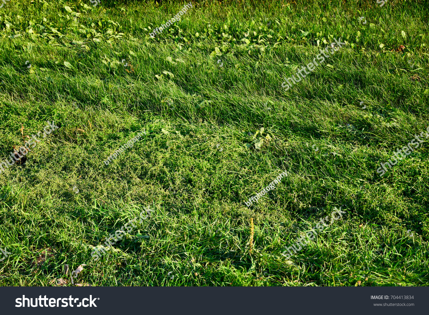 Grass Texture Stock Photo 704413834 | Shutterstock