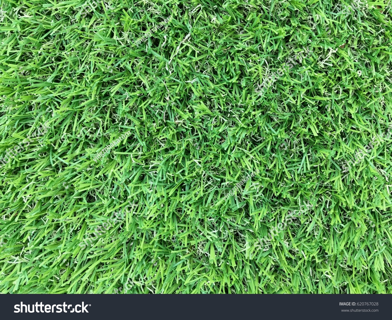 Grass Texture Background Stock Photo 620767028 | Shutterstock