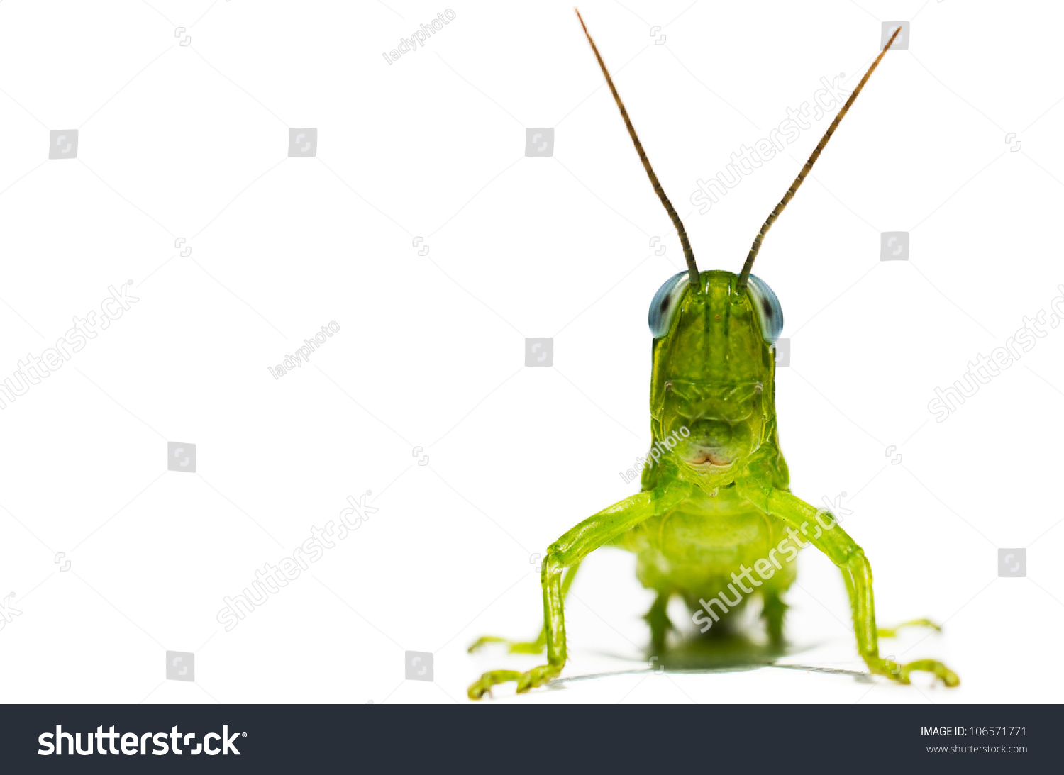 Insect feelers : 19 503 images, photos et images vectorielles de stock ...