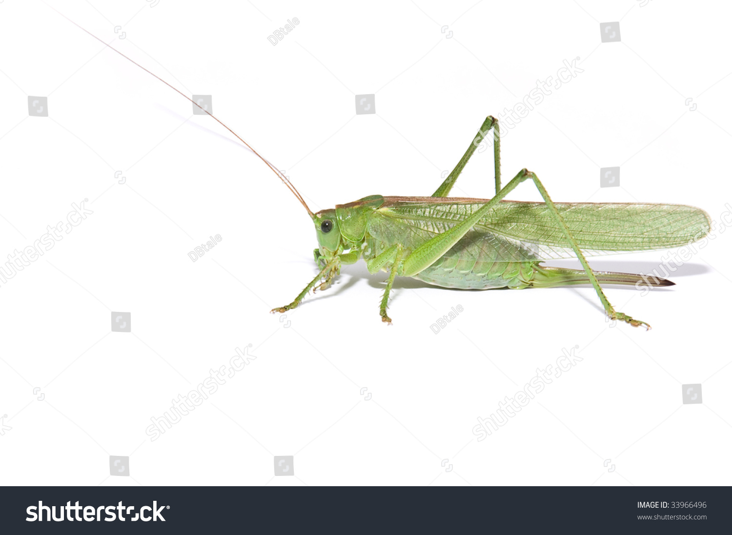 Grasshopper Side View Stock Photo 33966496 | Shutterstock