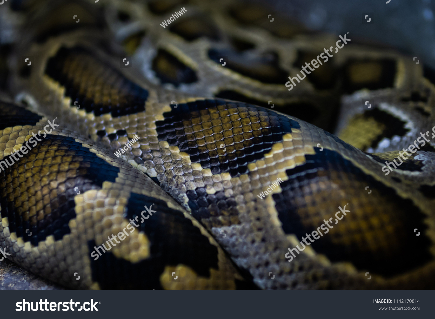 Green Burmese Python Skin Stock Photo (Edit Now) 1142170814