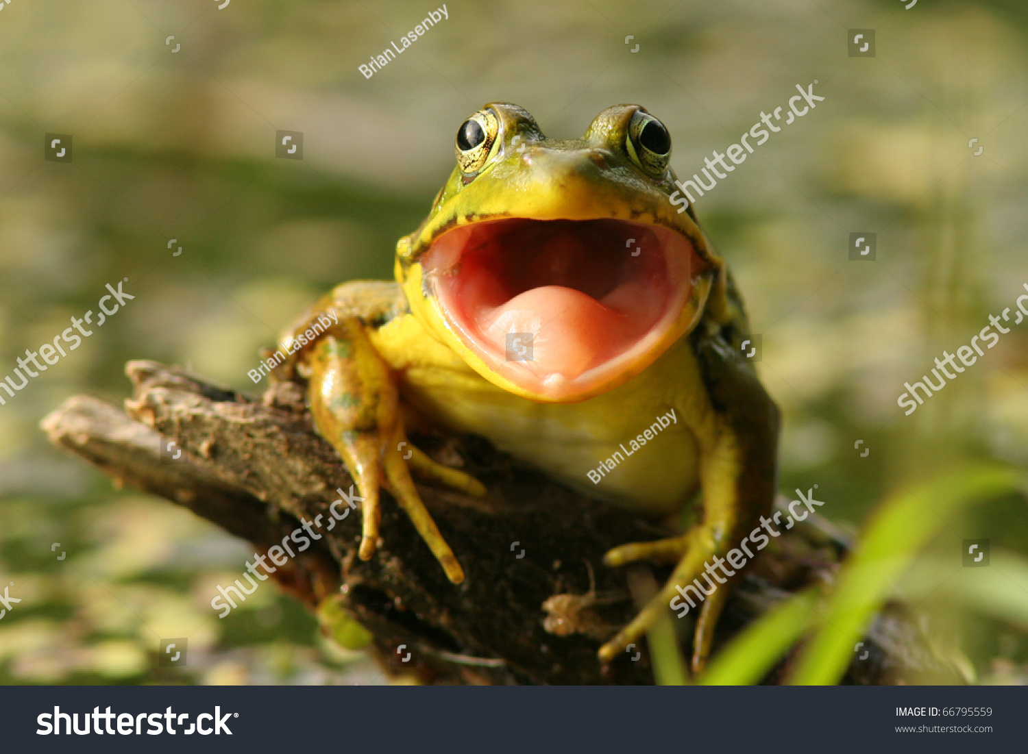 424 Frog mouth open 이미지, 스톡 사진 및 벡터 | Shutterstock 424 Frog mouth open 이미지, 스톡 사진 및 벡터 | Shutterstock