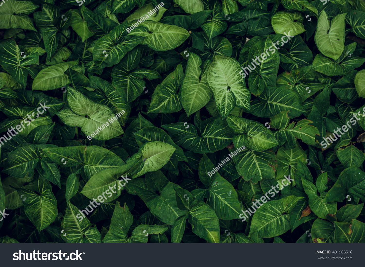 Green Leaf Texture Leaf Texture Background Stockfoto 401905516 ...