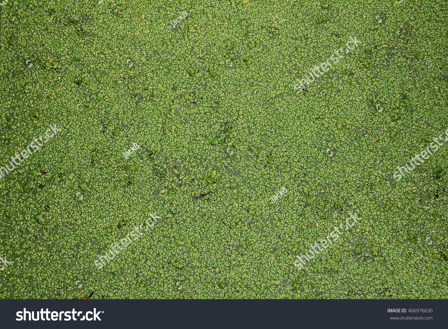 Green Spawn Background Stock Photo 466976630 | Shutterstock