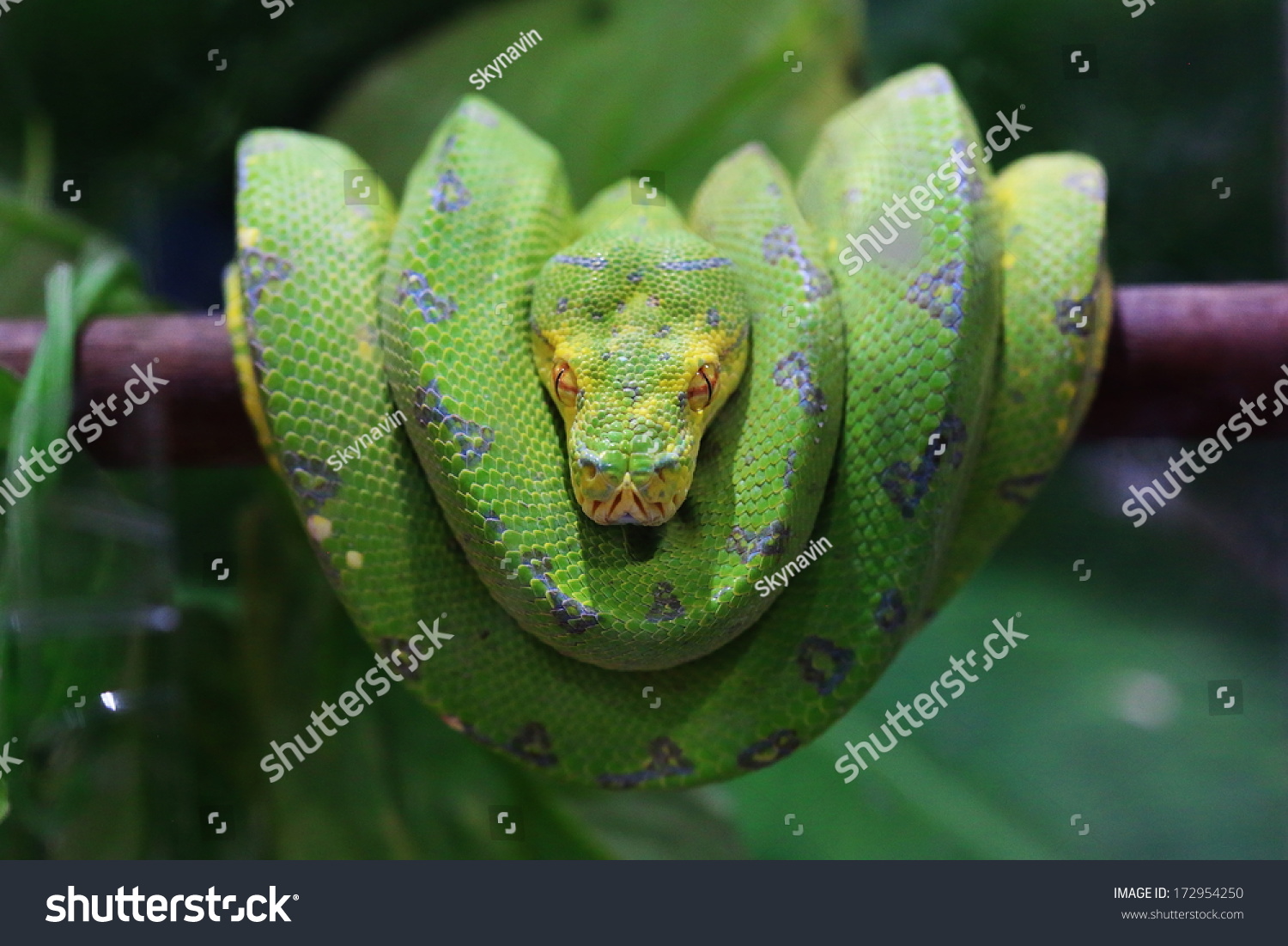 620 imágenes de Snake facing camera - Imágenes, fotos y vectores de ...