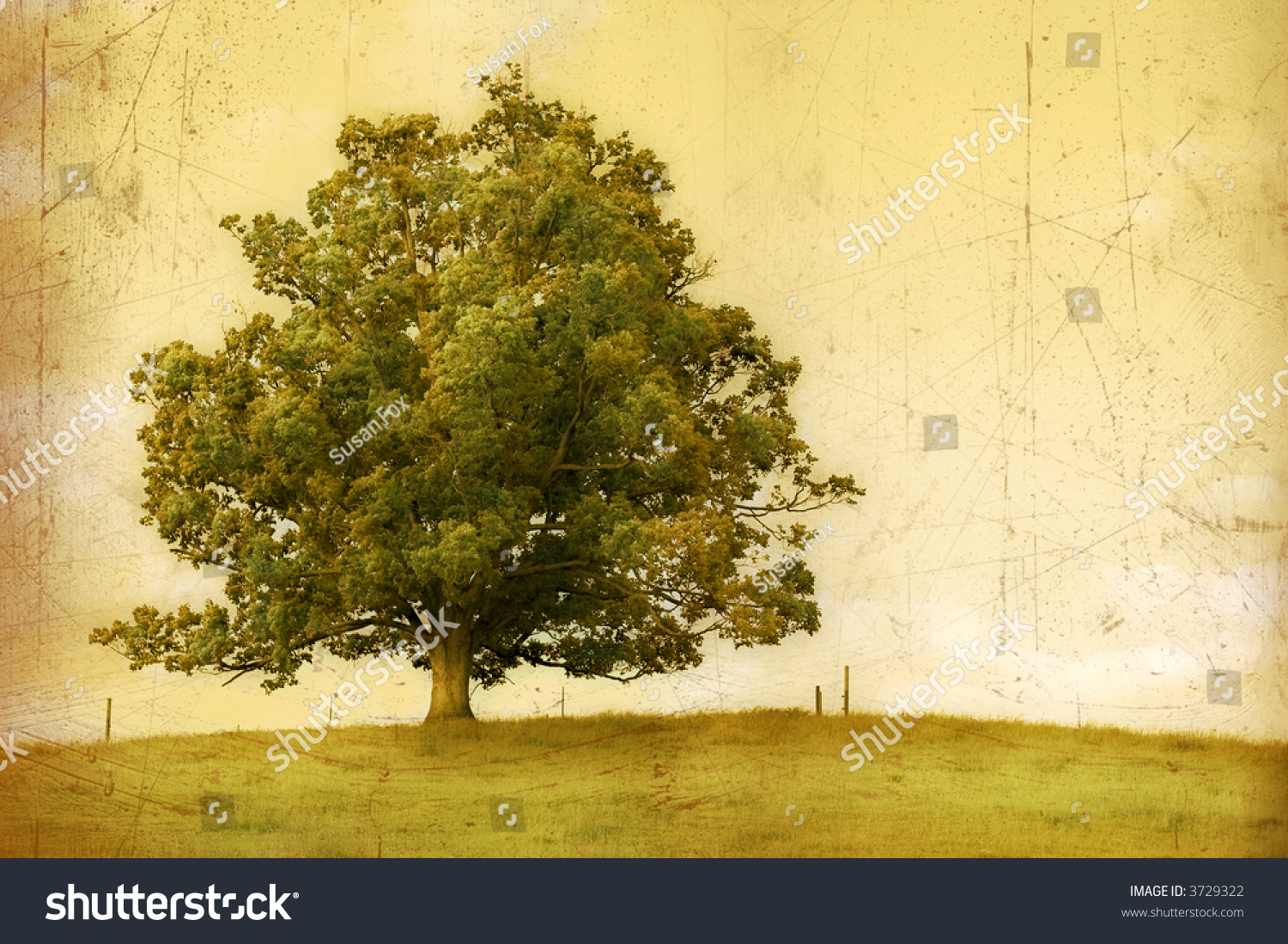 Grunge Aged Tree Stock Illustration 3729322 - Shutterstock