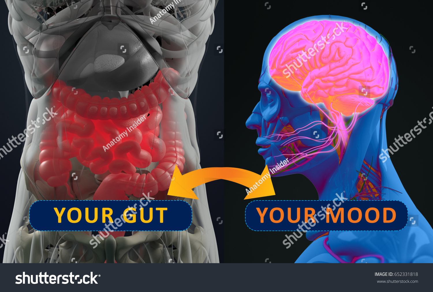 Gutbrain Connection Gut Brain Axis Concept Stock Illustration 652331818