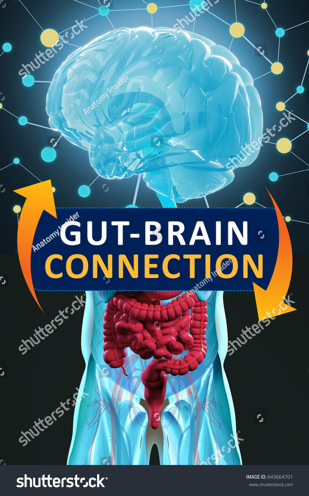 Gutbrain Connection Gut Brain Axis Concept 库存插图 643664701 Shutterstock