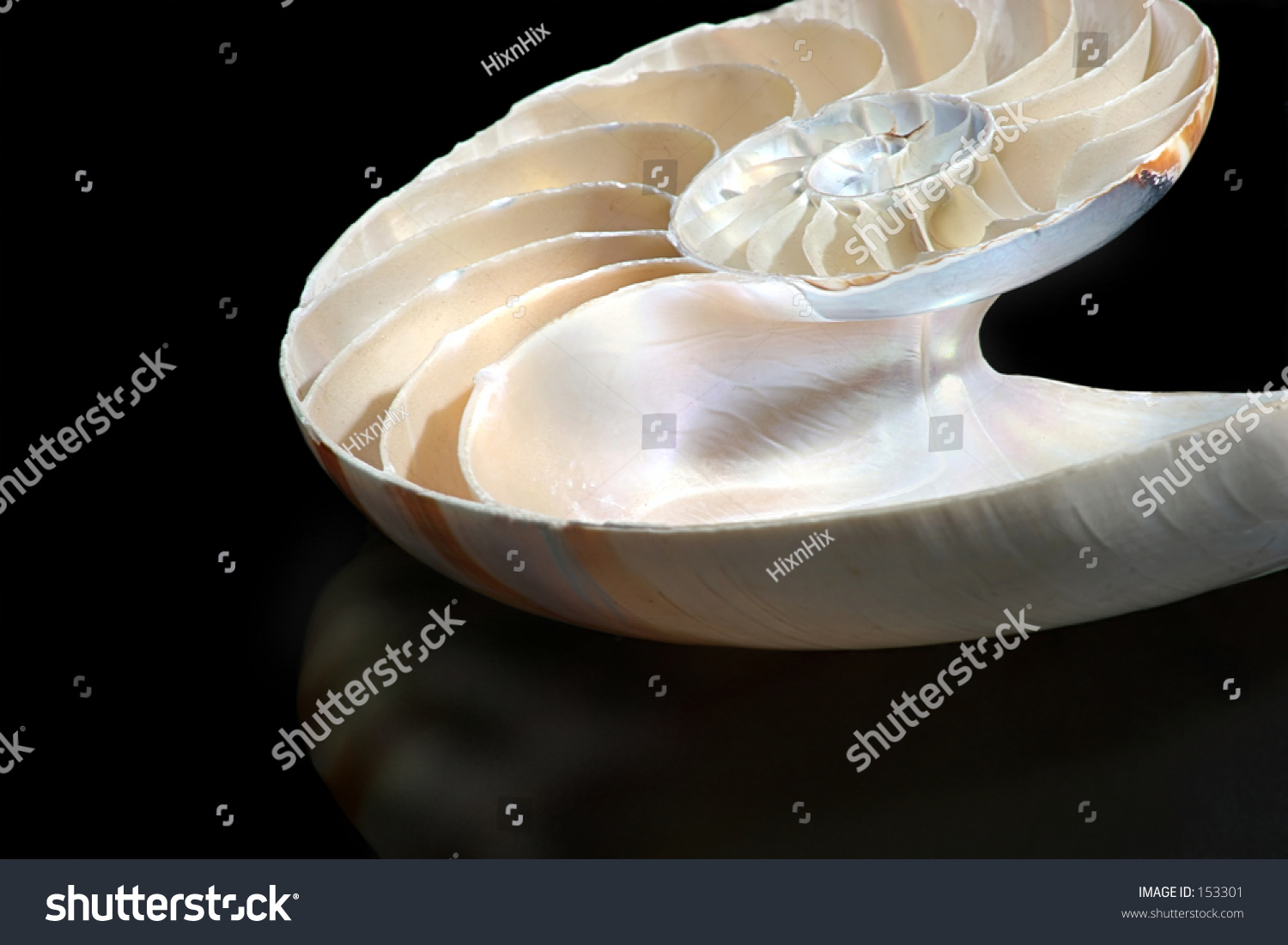Half Shell Nautilas Stock Photo 153301 | Shutterstock
