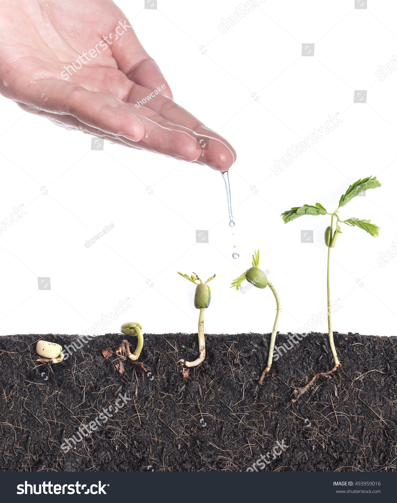 Hand Nurturing Watering Growing Plants Underground Stock Photo (Edit ... Hand Nurturing Watering Growing Plants Underground Stock Photo (Edit ...