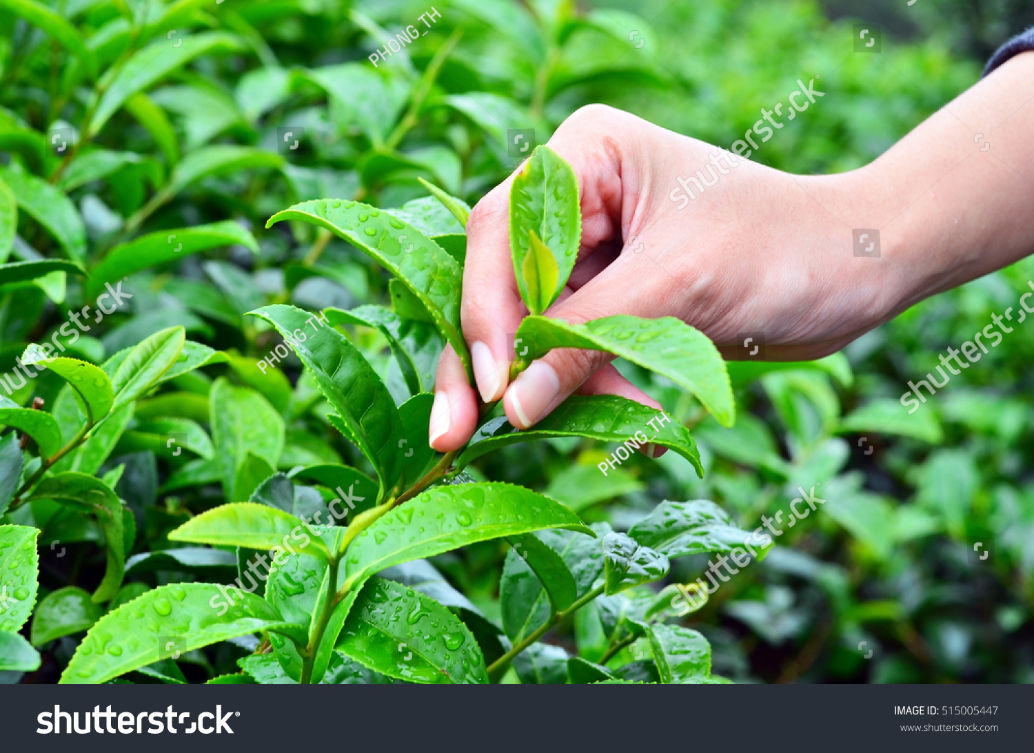251,876 Picked plant Images, Stock Photos & Vectors | Shutterstock