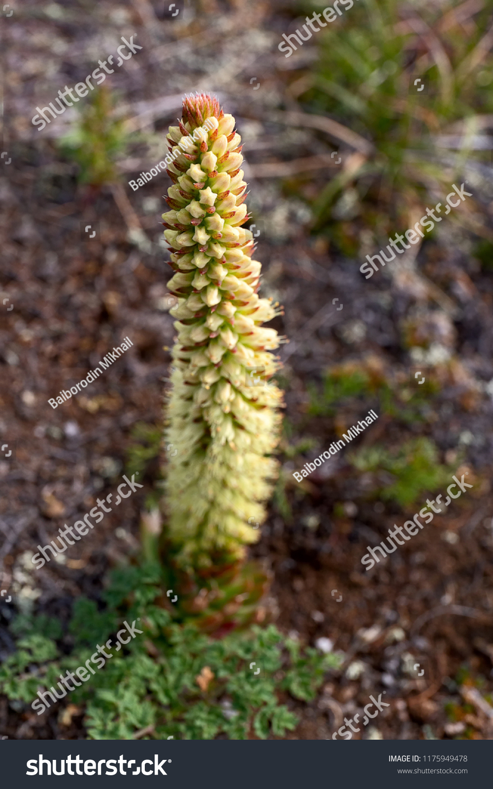 Hare Cabbage Side View Stock Photo (Edit Now) 1175949478