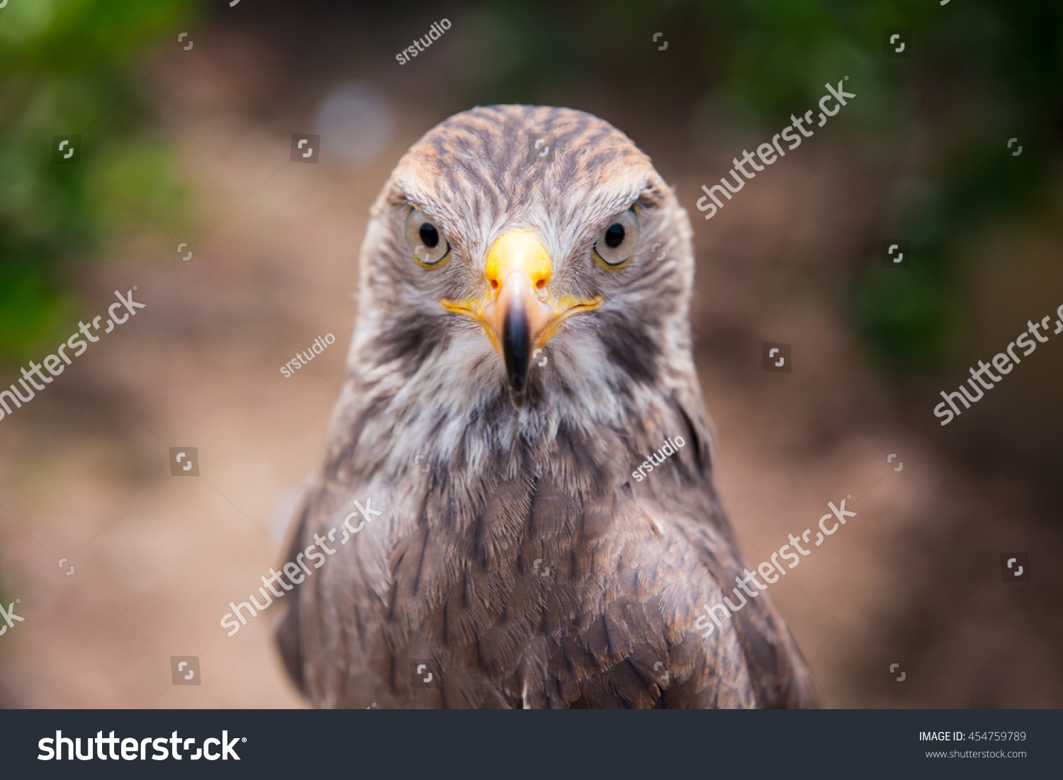 Hawk Stock Photo 454759789 | Shutterstock