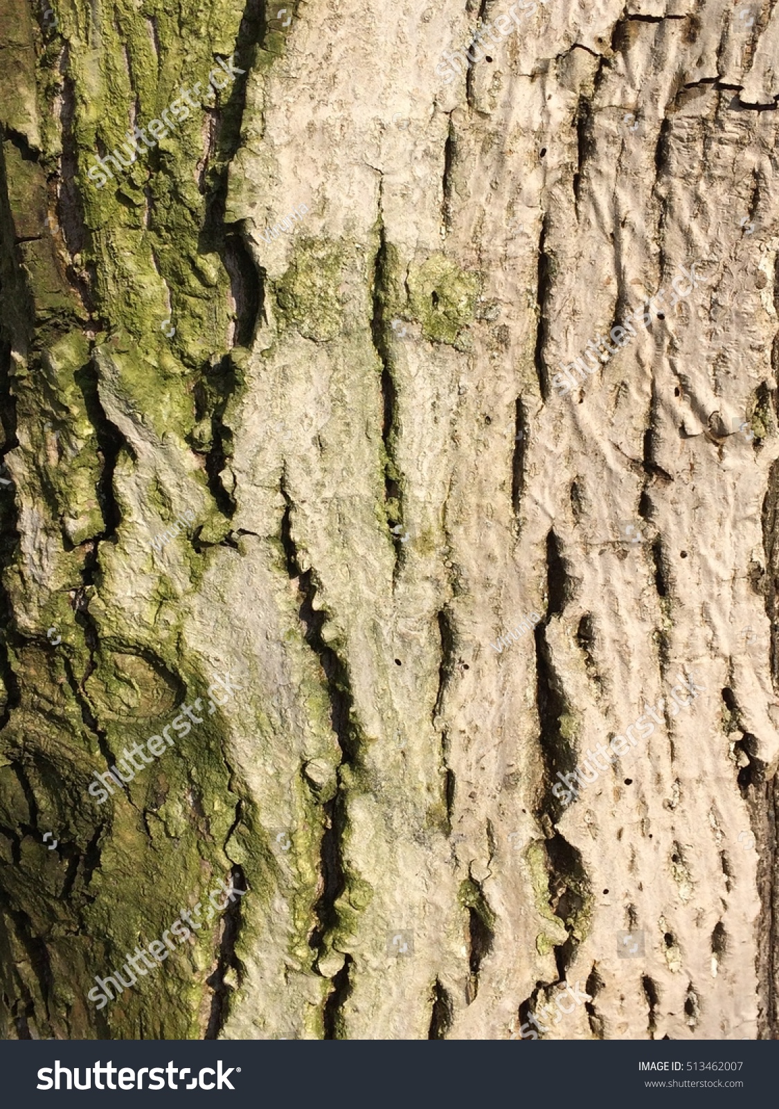 Hazelnut Tree Bark Texture Stock Photo 513462007 | Shutterstock