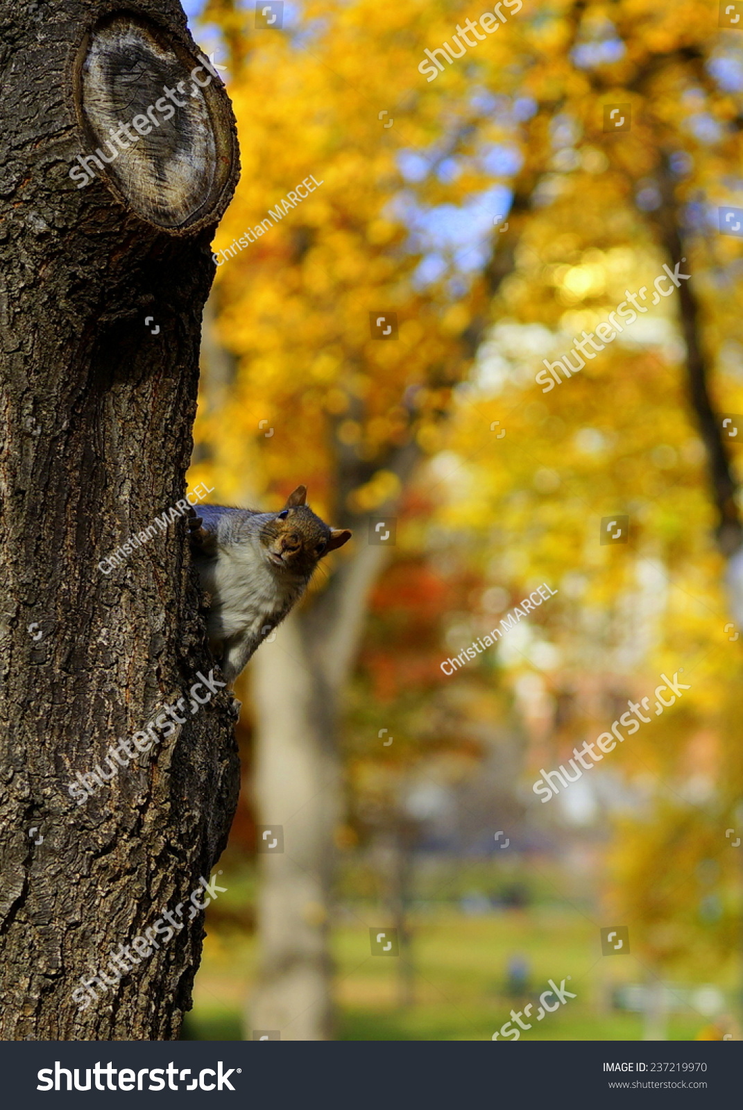 Hello Squirrel Stock Photo 237219970 | Shutterstock