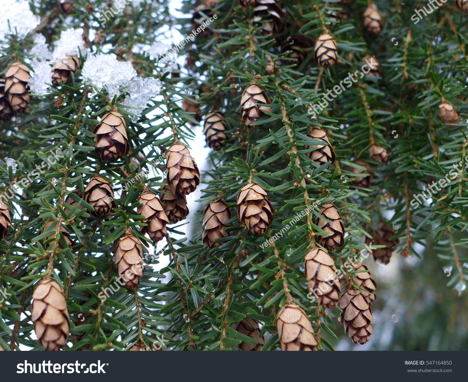 Hemlock Tree Stock Photo (Edit Now) 547164850