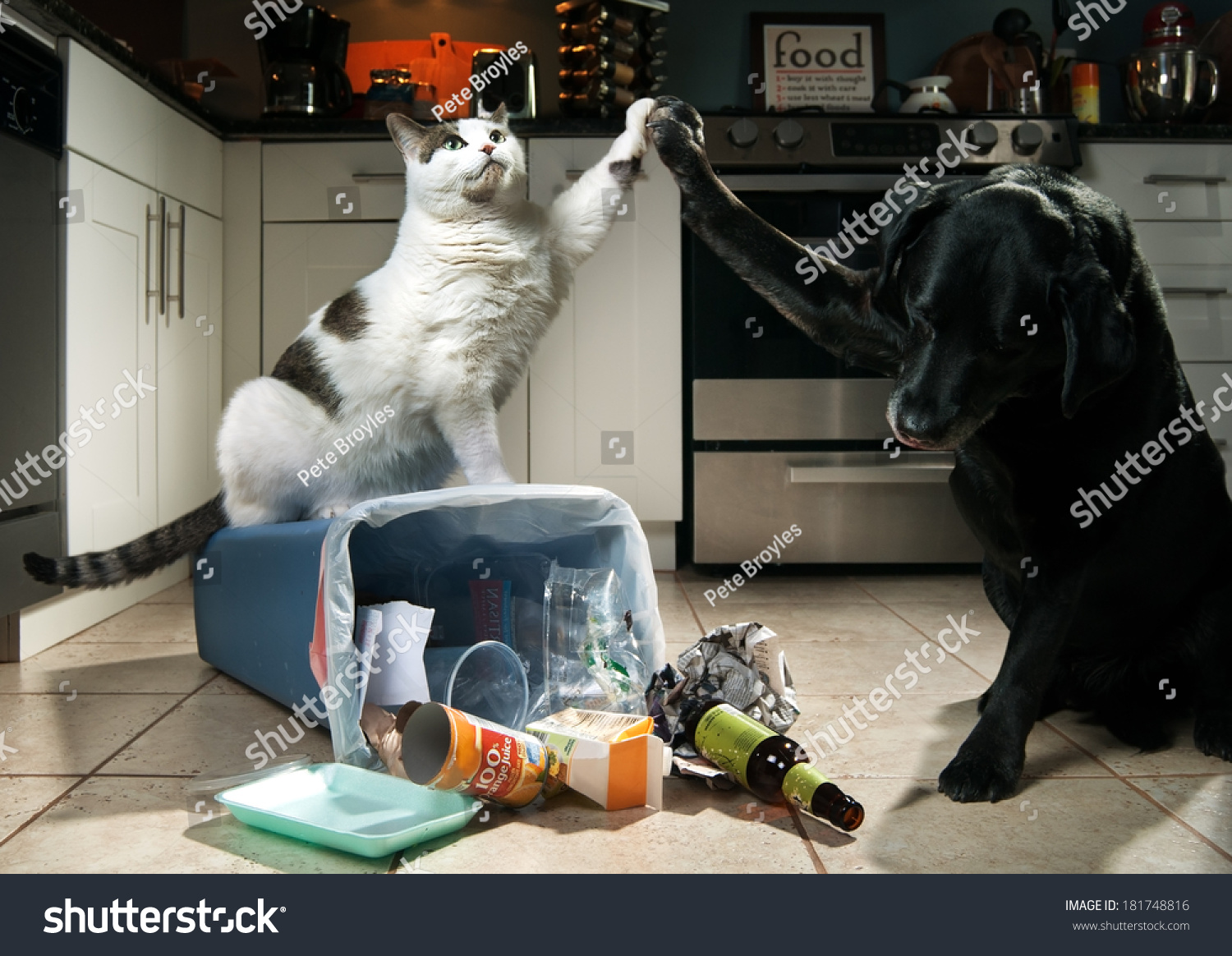 1,036 Garbage can cat 이미지, 스톡 사진 및 벡터 | Shutterstock