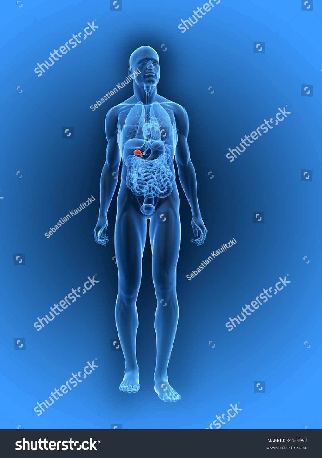 Highlighted Gallbladder Stock Illustration 34424992 | Shutterstock
