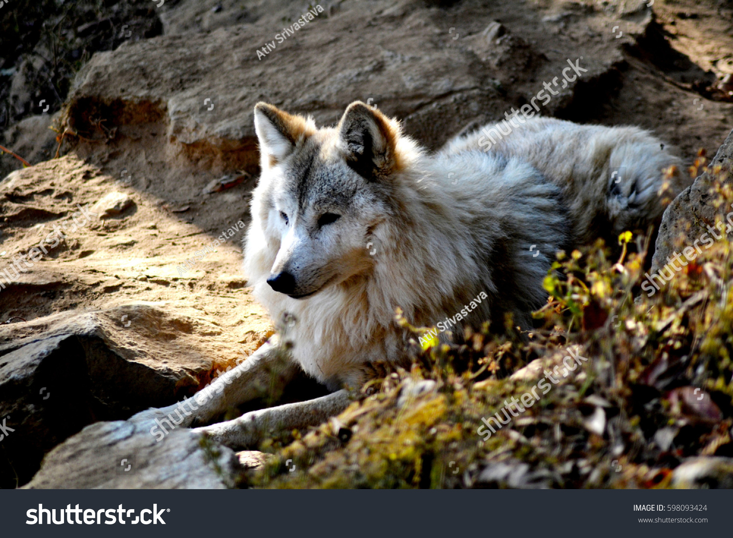 330 imágenes de Himalayan wolf - Imágenes, fotos y vectores de stock ...