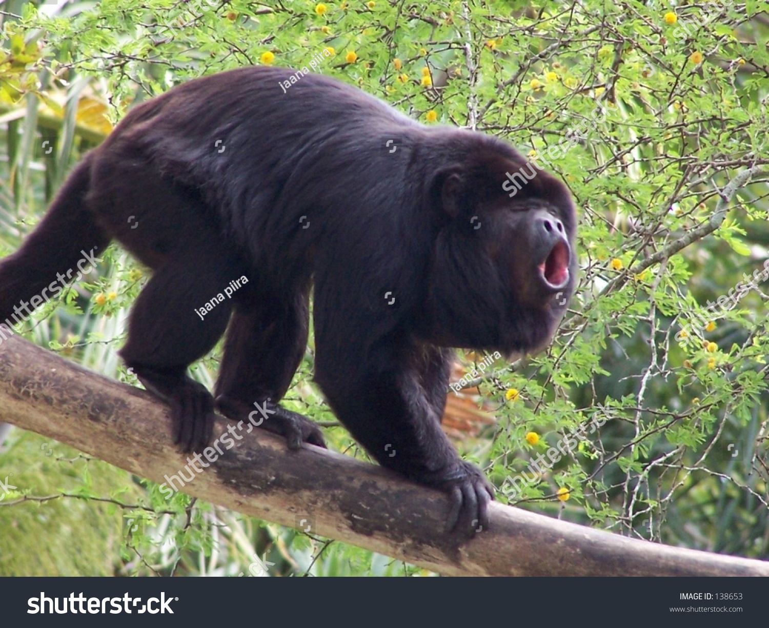Howler Monkey Stock Photo 138653 : Shutterstock