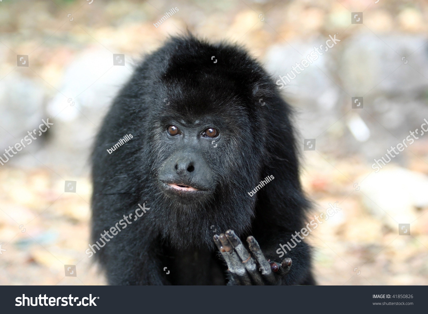 Howler Monkey Stock Photo 41850826 : Shutterstock
