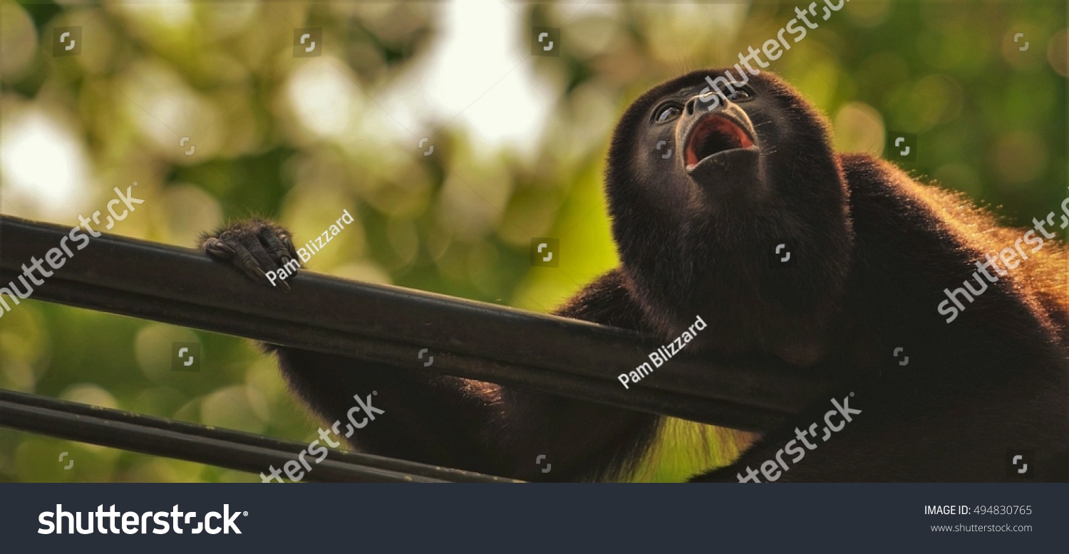 Araguato: imágenes, fotos de stock y vectores | Shutterstock