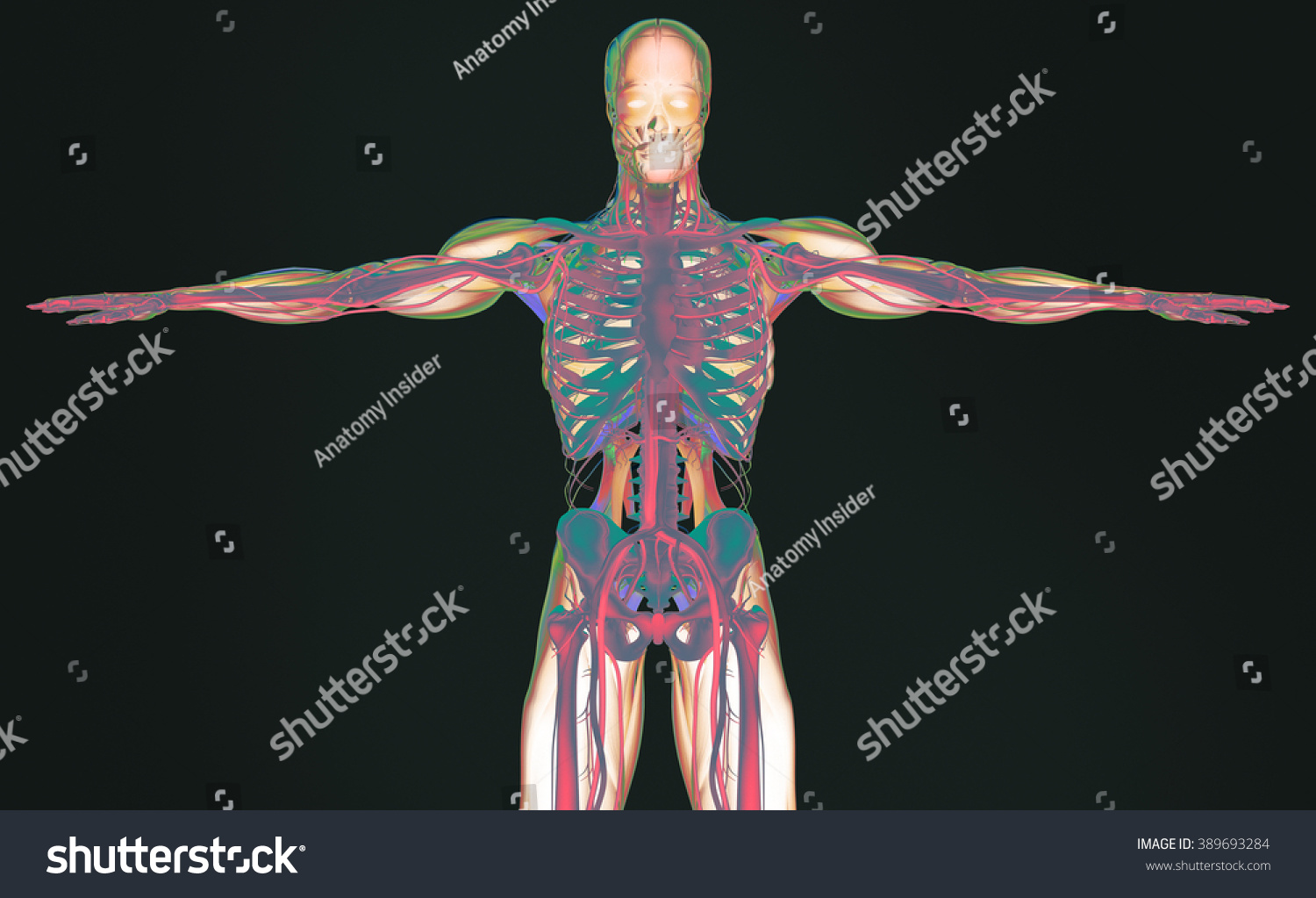 Human Anatomy 3d Futuristic Scan Technology 库存插图 389693284 | Shutterstock Human Anatomy 3d Futuristic Scan Technology 库存插图 389693284 | Shutterstock