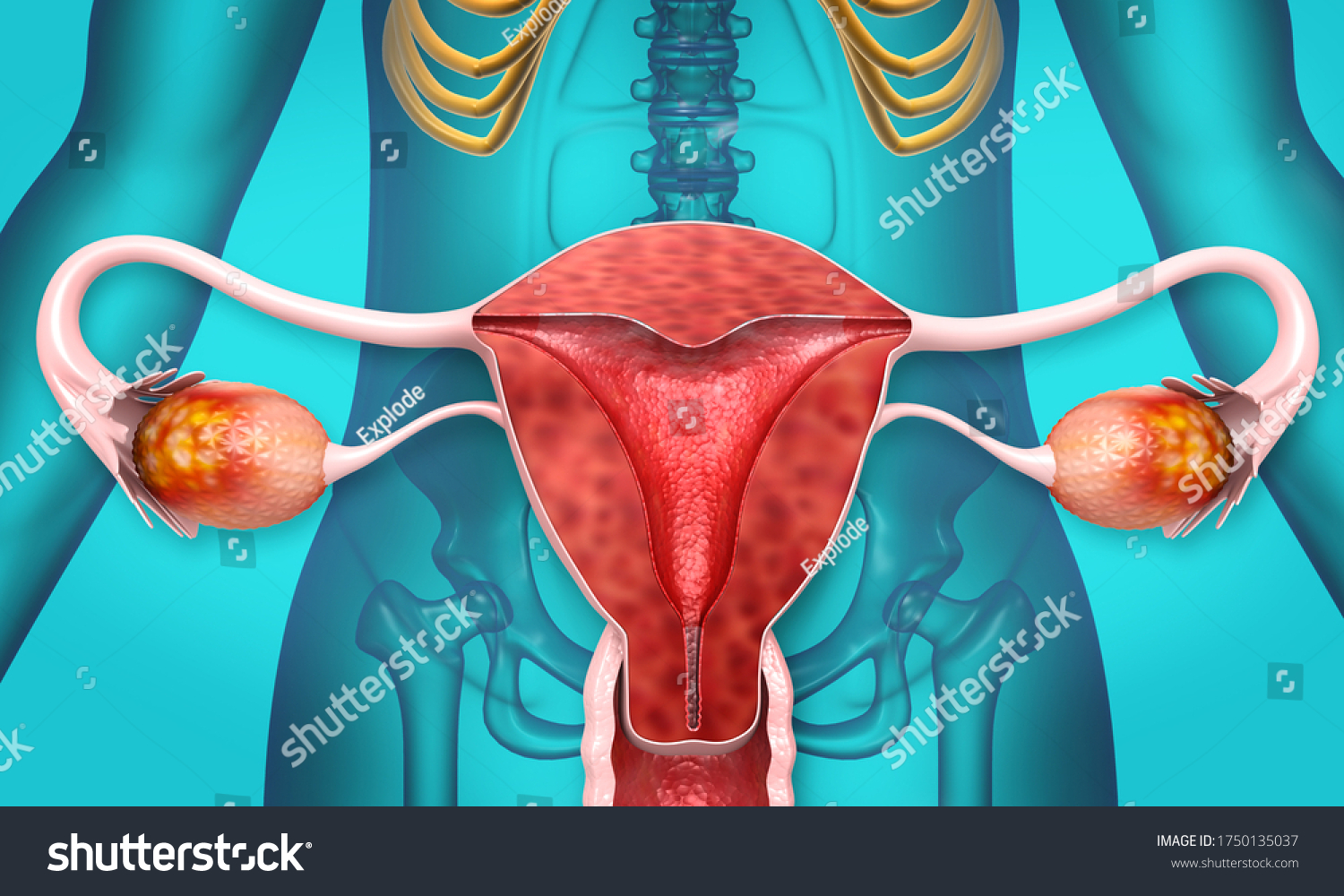 Anatomy Human Ovary Labeled Stock Illustration Shutterstock