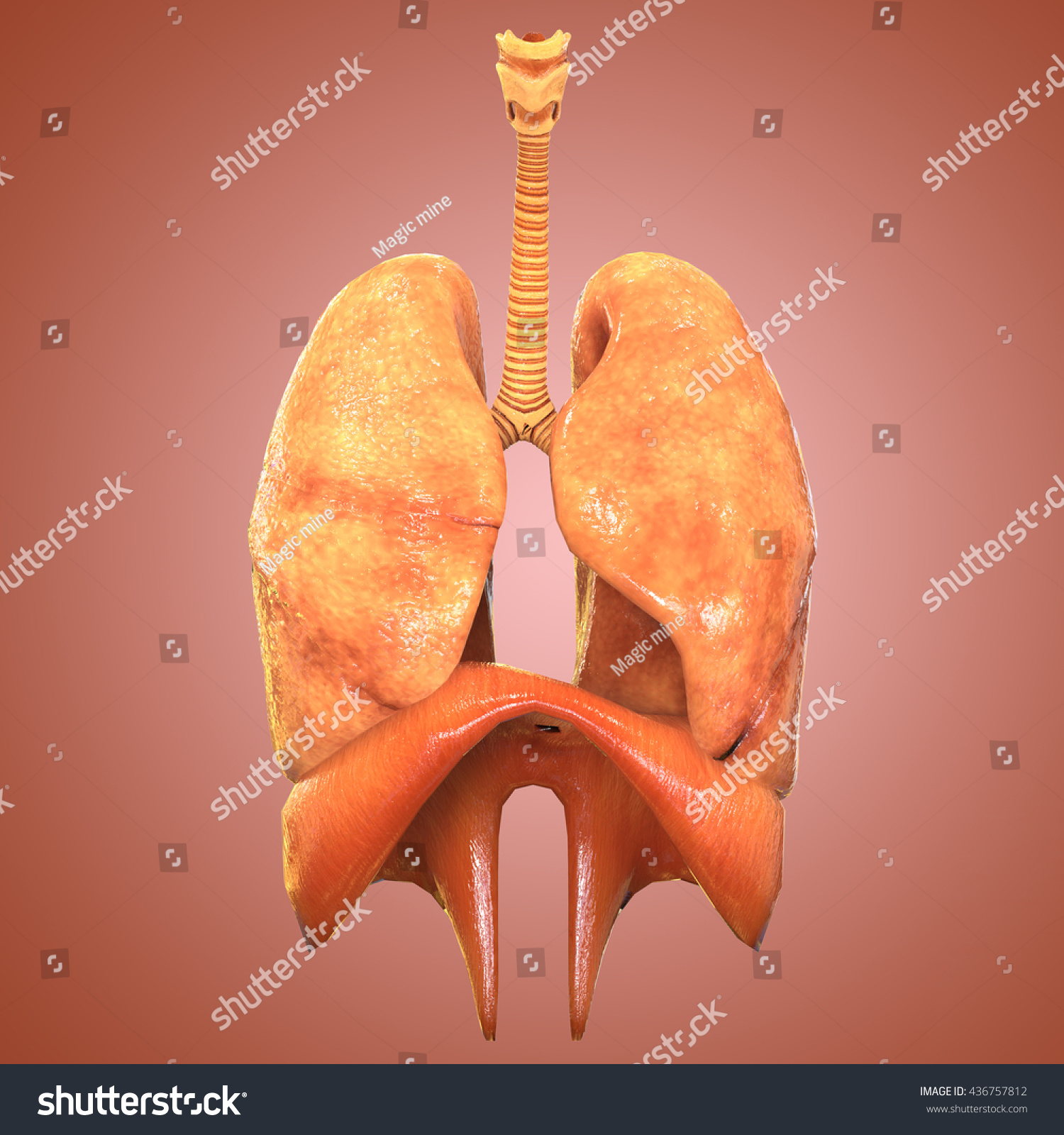 Human Body Organs Anatomy Lungs 3d 库存插图 436757812 Shutterstock